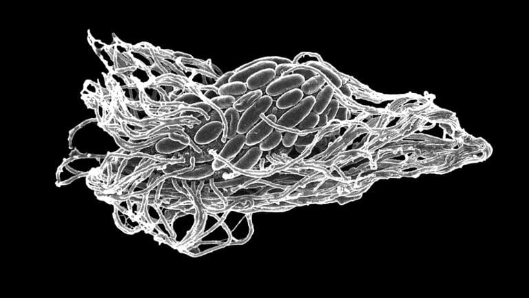 Marine Microbes - Woods Hole Oceanographic Institution