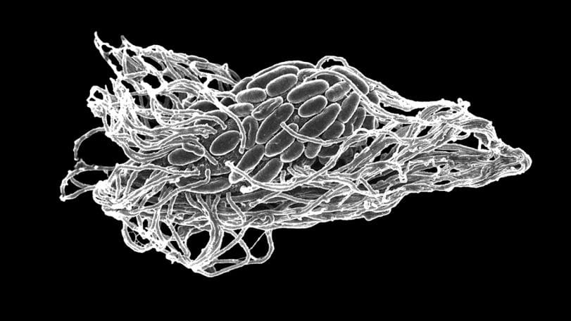 Marine Microbes - Woods Hole Oceanographic Institution
