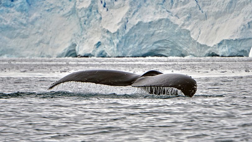 Marine Mammals - Woods Hole Oceanographic Institution