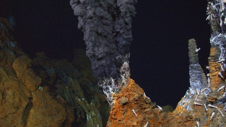 Hydrothermal vents | Protists