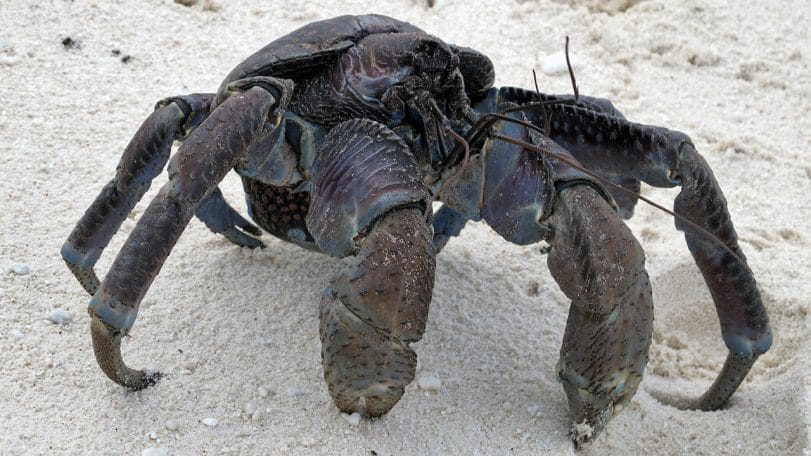 Shellfish - Woods Hole Oceanographic Institution