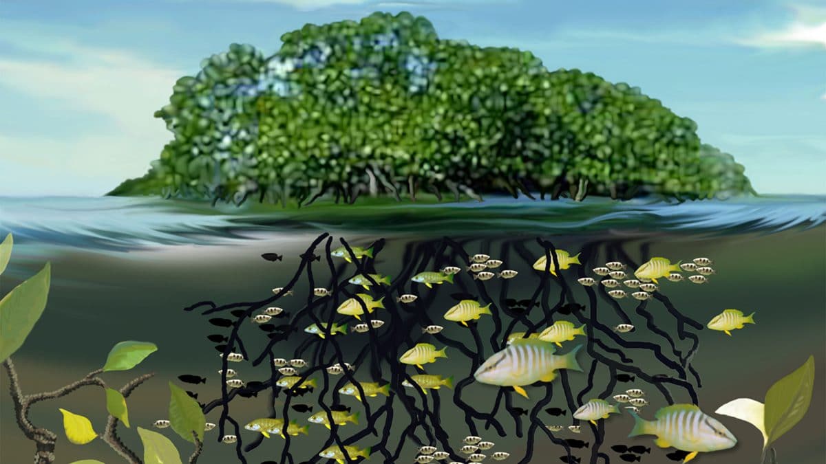 Coastal Ecosystems - Woods Hole Oceanographic Institution