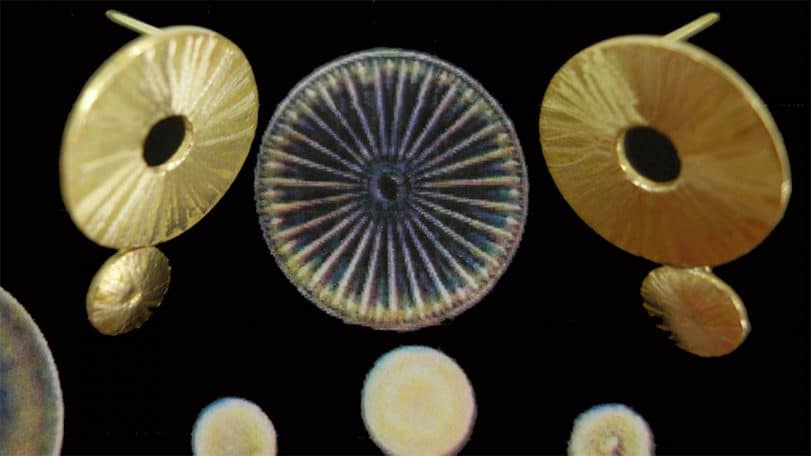 Phytoplankton - A Simple Guide | WHOI