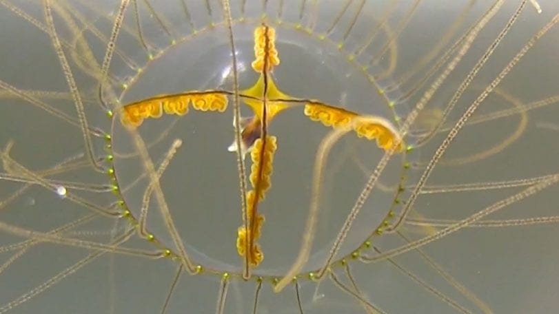 Scientists investigate global spread of stinging jellyfish – Woods Hole ...