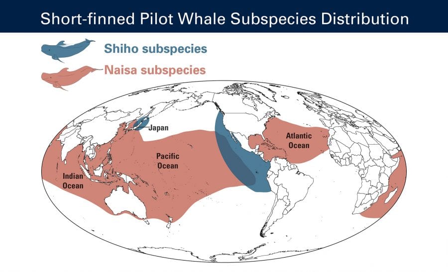 New Sub-species of Pilot Whale Identified in Pacific Ocean – Woods Hole ...