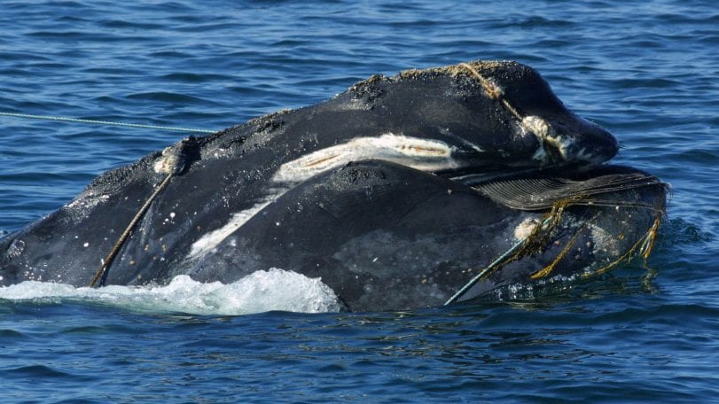 Global Oceans and the Extinction Crisis – Woods Hole Oceanographic ...