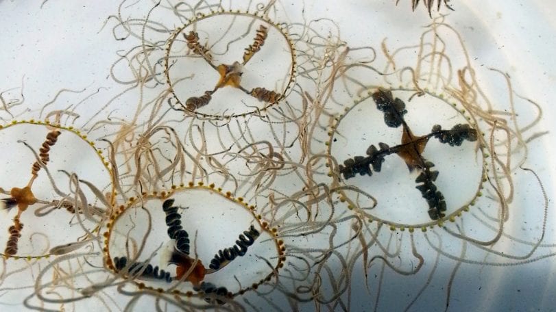 FAQs: Clinging jellyfish – Woods Hole Oceanographic Institution