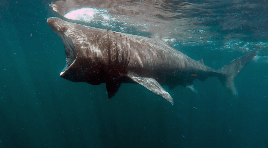 SharkCam reveals secret lives of basking sharks in UK – Woods Hole ...