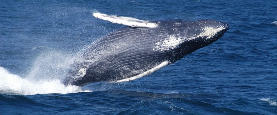 Expedition to Stellwagen Bank National Marine Sanctuary - Woods Hole ...