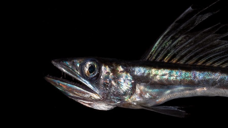 Creature Feature: Lancetfish – Woods Hole Oceanographic Institution