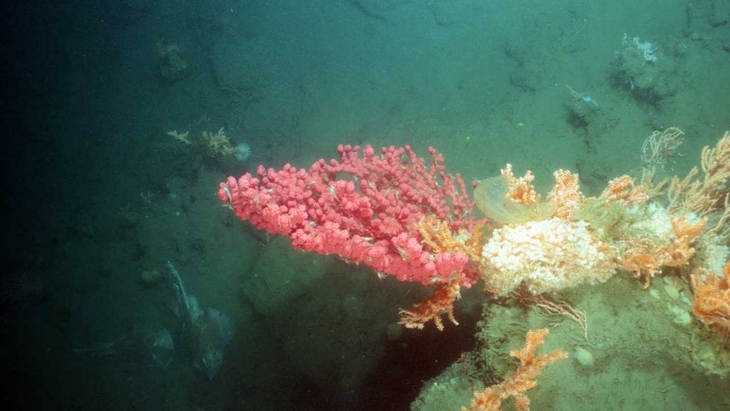 Shedding light on the deep, dark canyons of the Mid-Atlantic – Woods ...