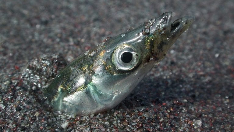 Now you see me, now you don't - This is the sand lance