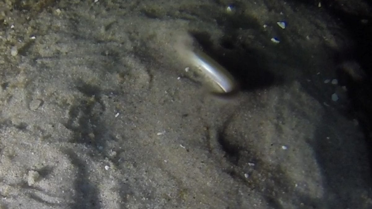 Now you see me, now you don't - This is the sand lance