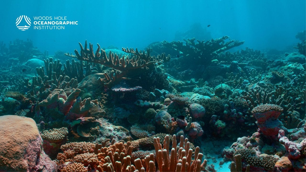 Download WHOI’s free ocean-themed virtual backgrounds - Woods Hole ...