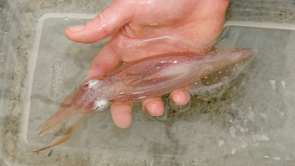 Listening to fish with passive acoustics