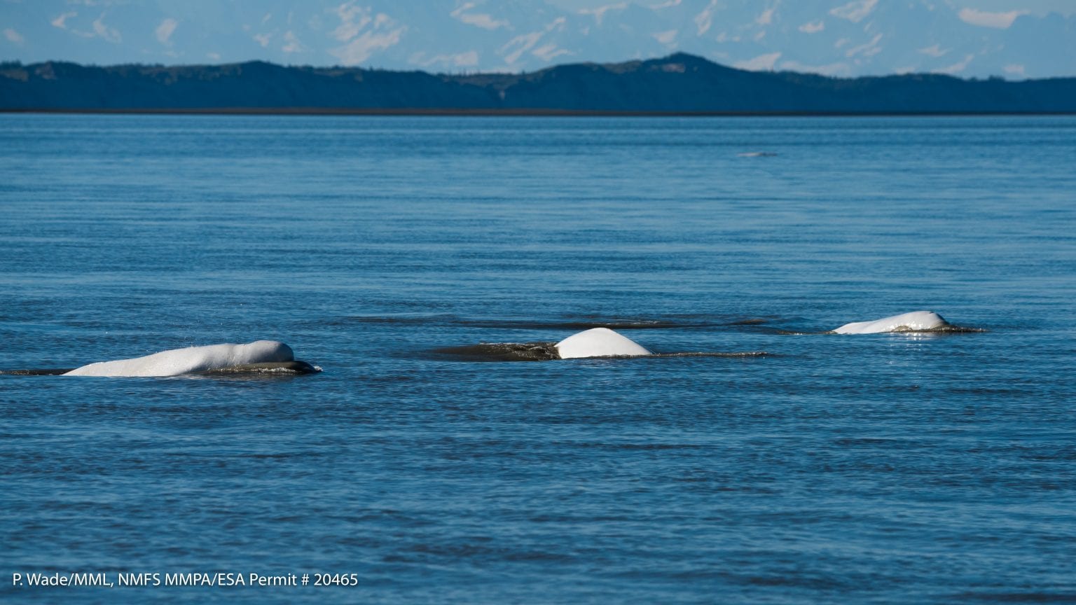 Study Sheds Light on Critically Endangered Beluga Whale Population ...
