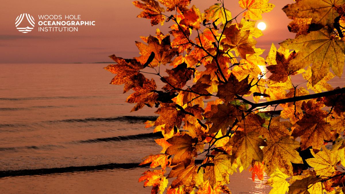 Download WHOI’s free ocean-themed virtual backgrounds - Woods Hole ...