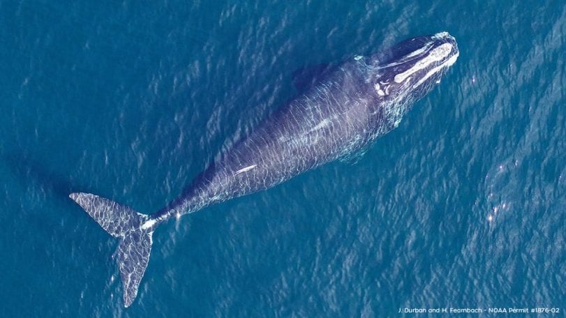 Right Whales - Woods Hole Oceanographic Institution