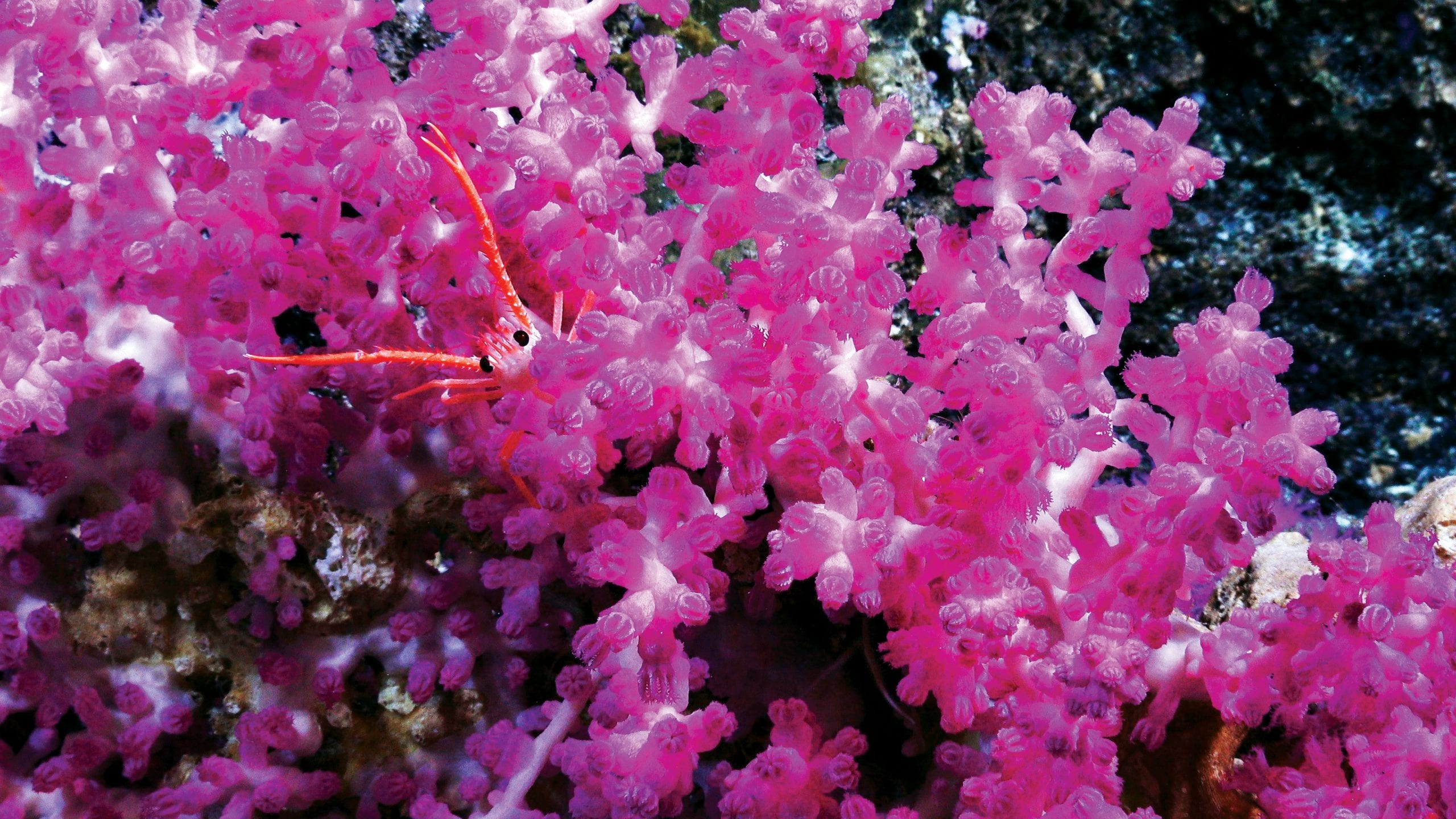 Pink Coral Colony