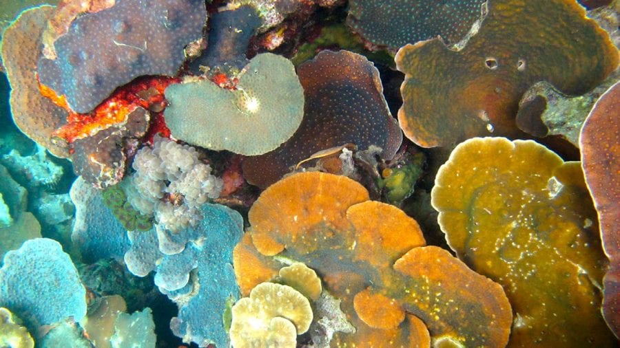 Why are corals so colorful – Woods Hole Oceanographic Institution