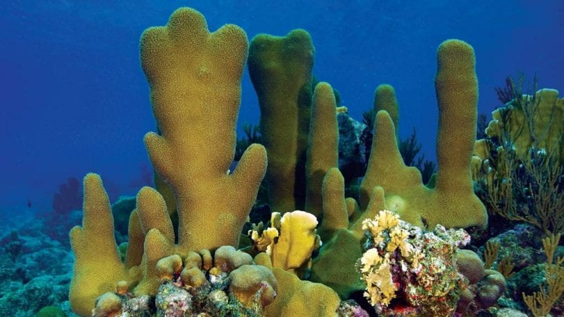 Why are corals so colorful - Woods Hole Oceanographic Institution
