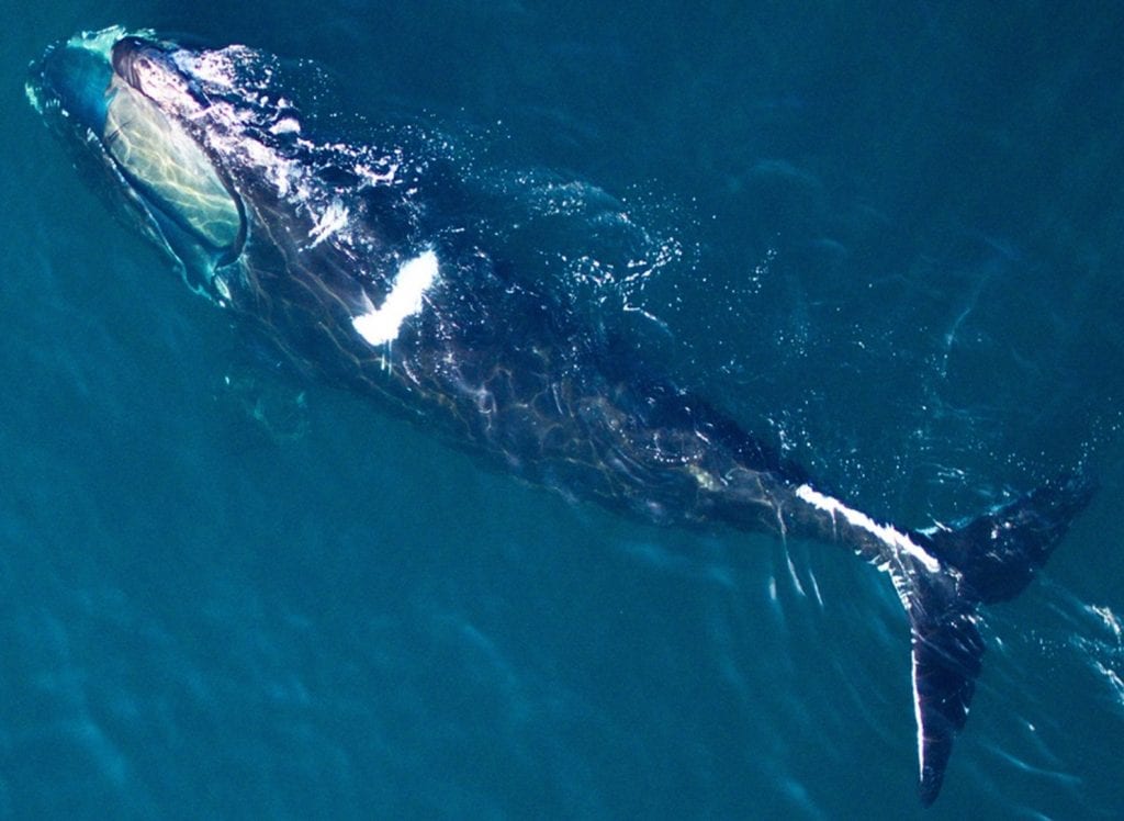 WHOI and NOAA Fisheries Release New North Atlantic Right Whale Health ...