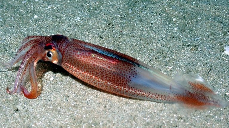 Study Finds that Offshore Pile Driving Noise Alters Feeding Behaviors ...