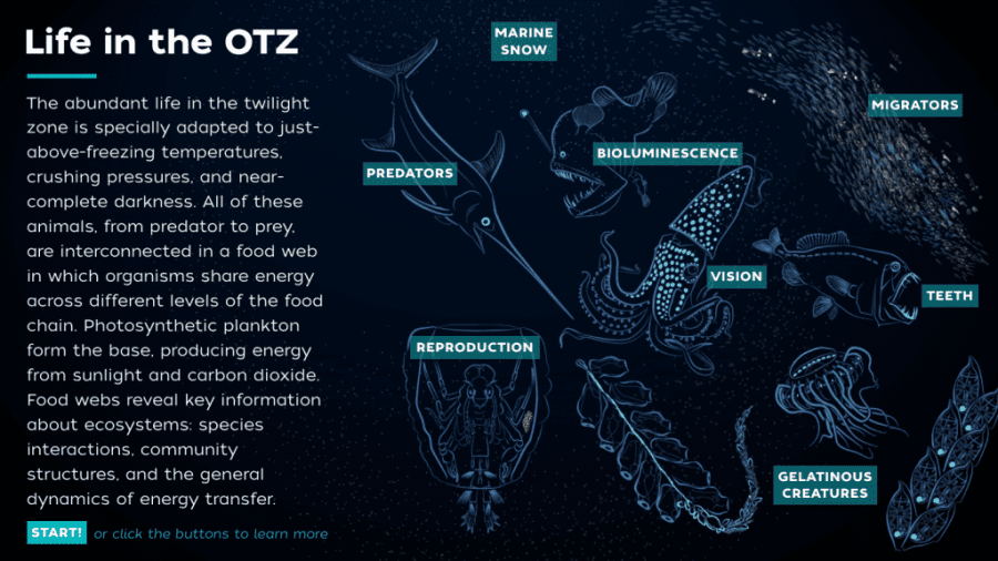 Bioluminescence in Ocean Creatures: Nature's Underwater Light