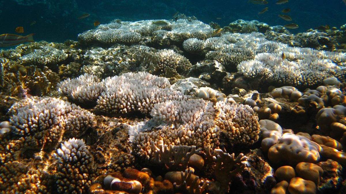 Why do corals bleach? - Woods Hole Oceanographic Institution
