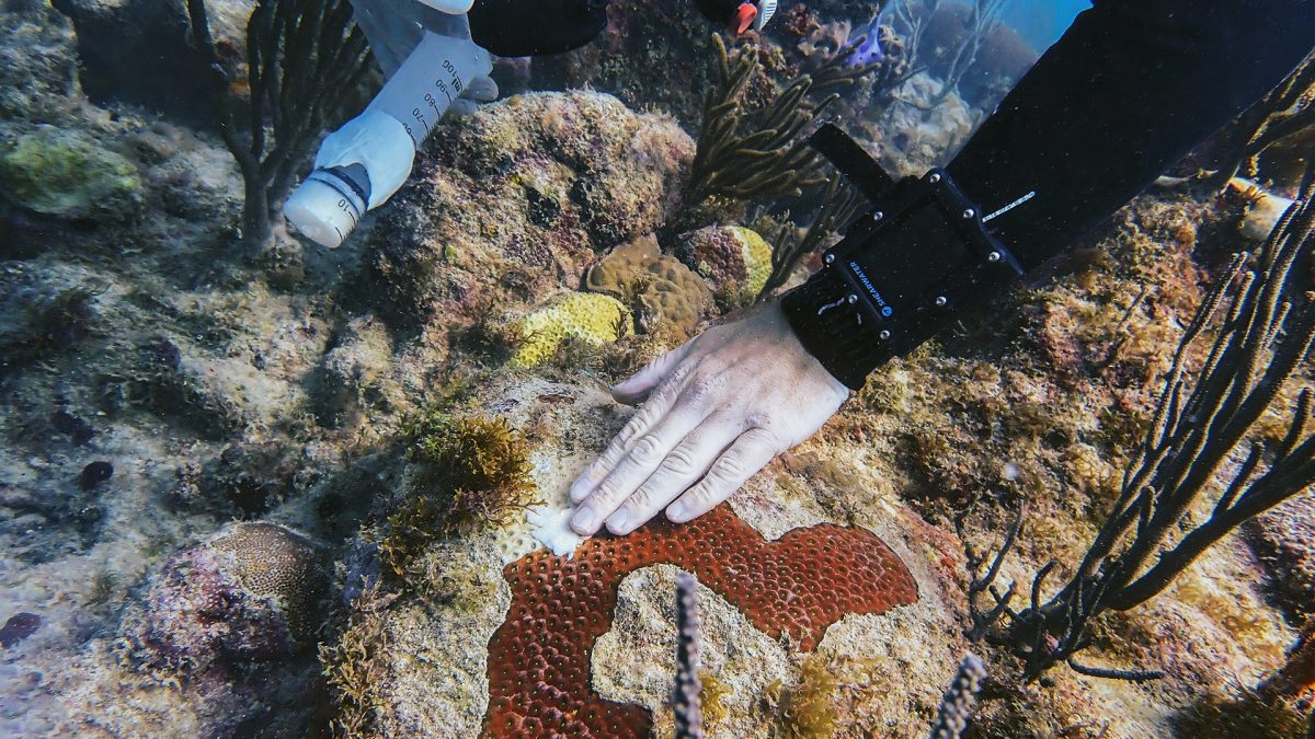 A coral reef kickstart – Woods Hole Oceanographic Institution
