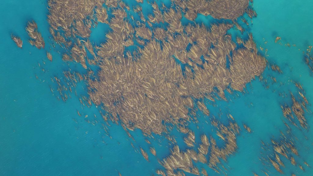 Research suggests giant kelp has different factors that bear on its ...