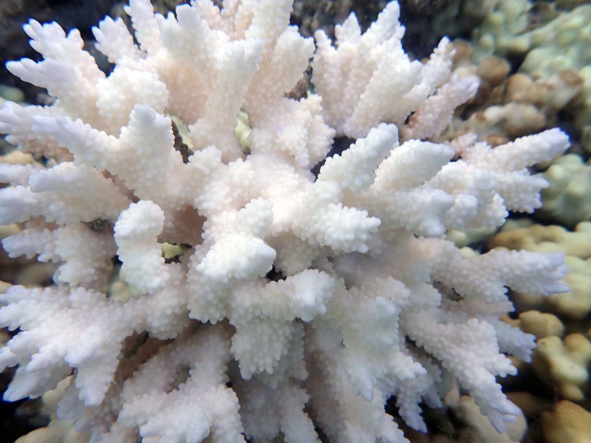 Coral Stressors - Woods Hole Oceanographic Institution