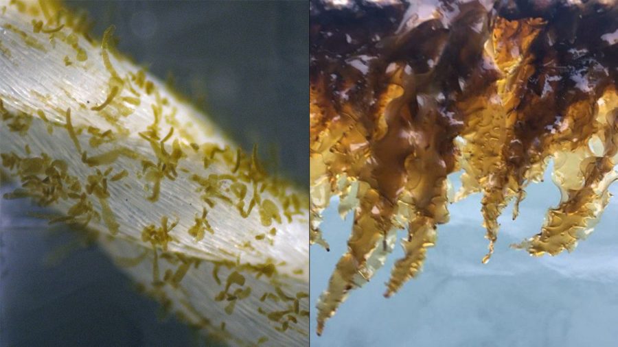 Seaweed Cultivation - Woods Hole Oceanographic Institution