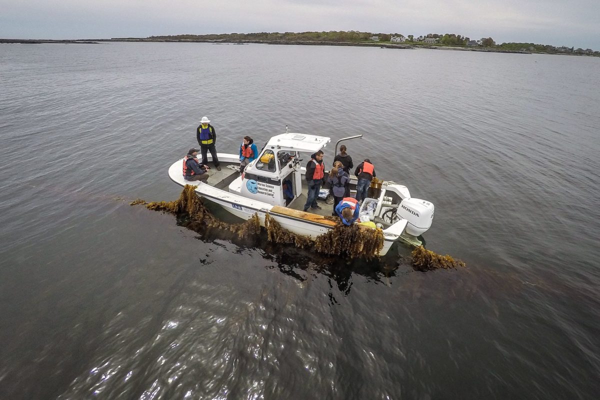 Seaweed Cultivation - Woods Hole Oceanographic Institution