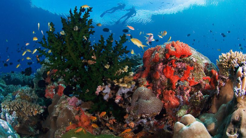 Hope for Corals in Crisis – Woods Hole Oceanographic Institution
