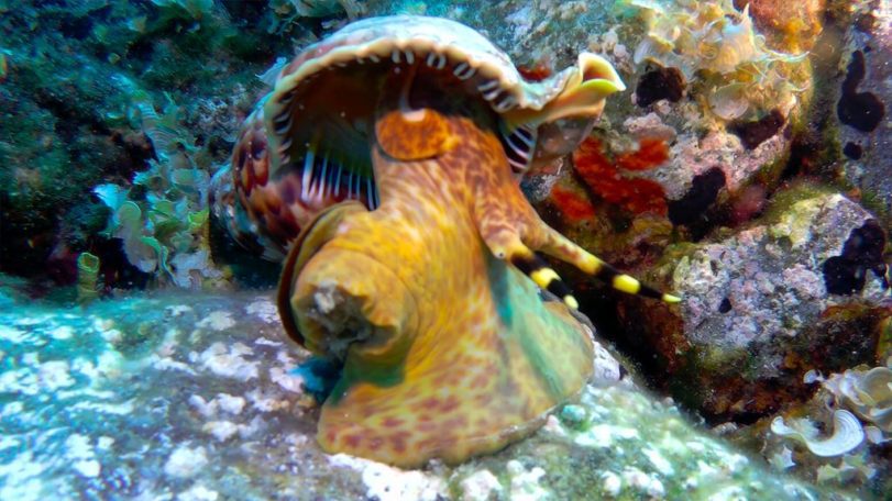 7 Essential Reef Species - Woods Hole Oceanographic Institution