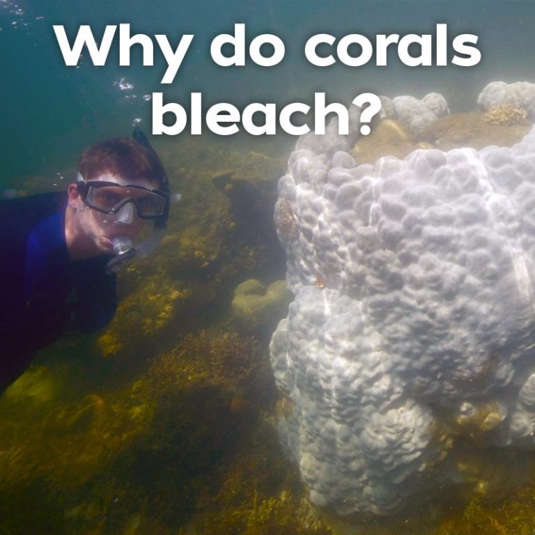 WHOI launches a campaign to raise coral reef awareness