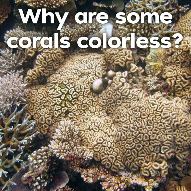 WHOI launches a campaign to raise coral reef awareness