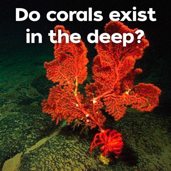 WHOI launches a campaign to raise coral reef awareness