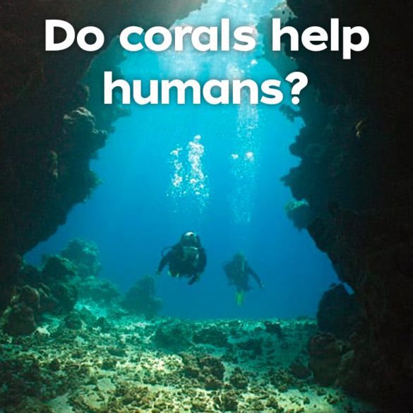 WHOI launches a campaign to raise coral reef awareness