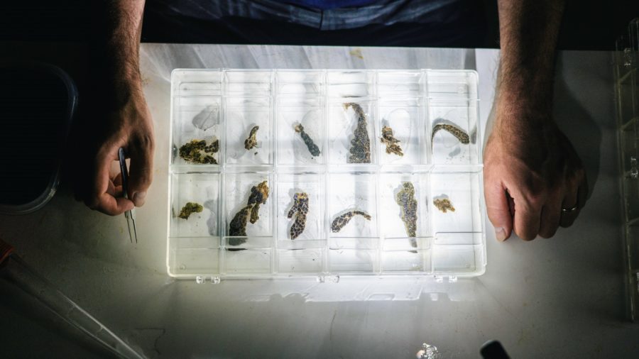 Invasive tunicates have shellfish farmers crying “foul” – Woods Hole ...