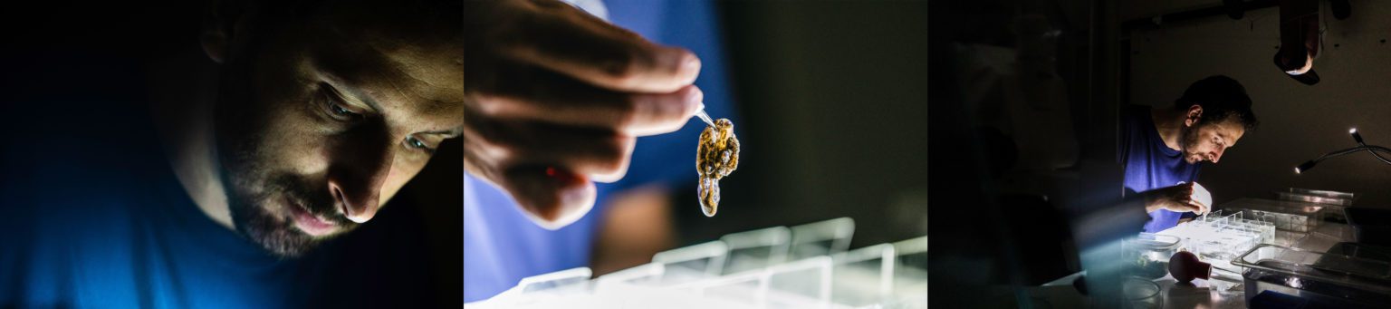 Invasive tunicates have shellfish farmers crying “foul” – Woods Hole ...