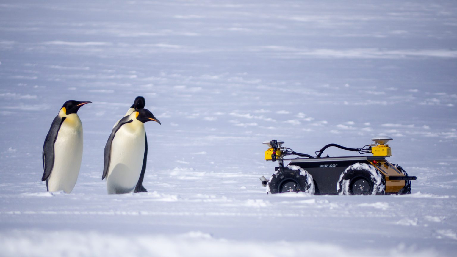 Emperor Penguins - Woods Hole Oceanographic Institution