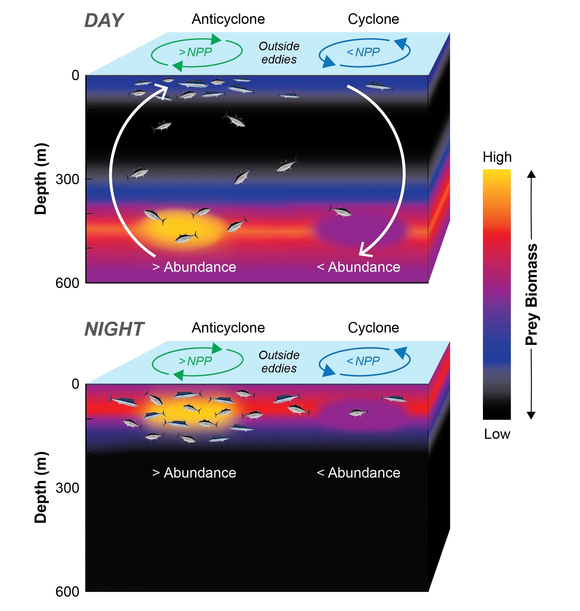 How marine predators find food hot spots in open ocean “deserts ...