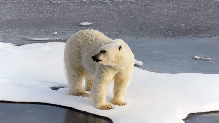 Sea Ice - Woods Hole Oceanographic Institution