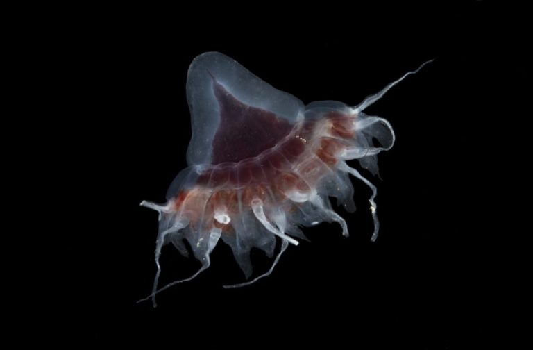 Creature feature: Atolla jellyfish – Woods Hole Oceanographic Institution