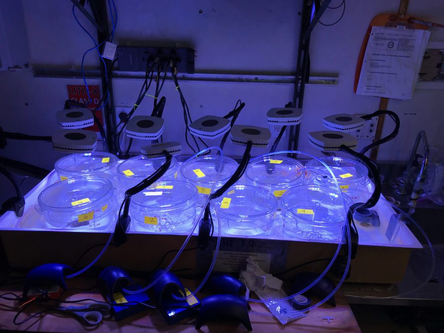 Study Examines the Impact of Coral Chemical Compounds on Reef ...