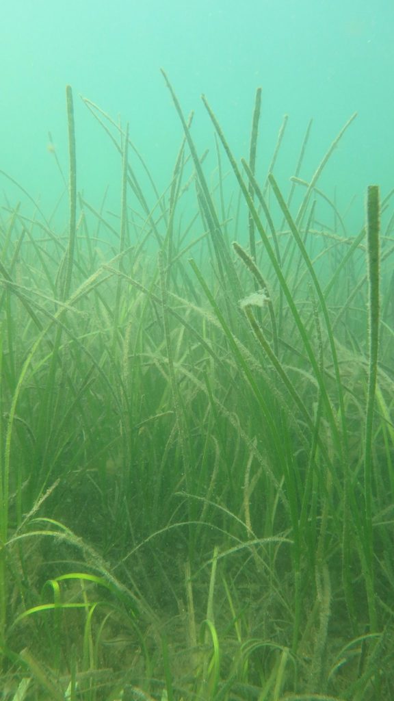 Excess Nutrients Lead to Dramatic Ecosystem Changes in Cape Cod’s ...
