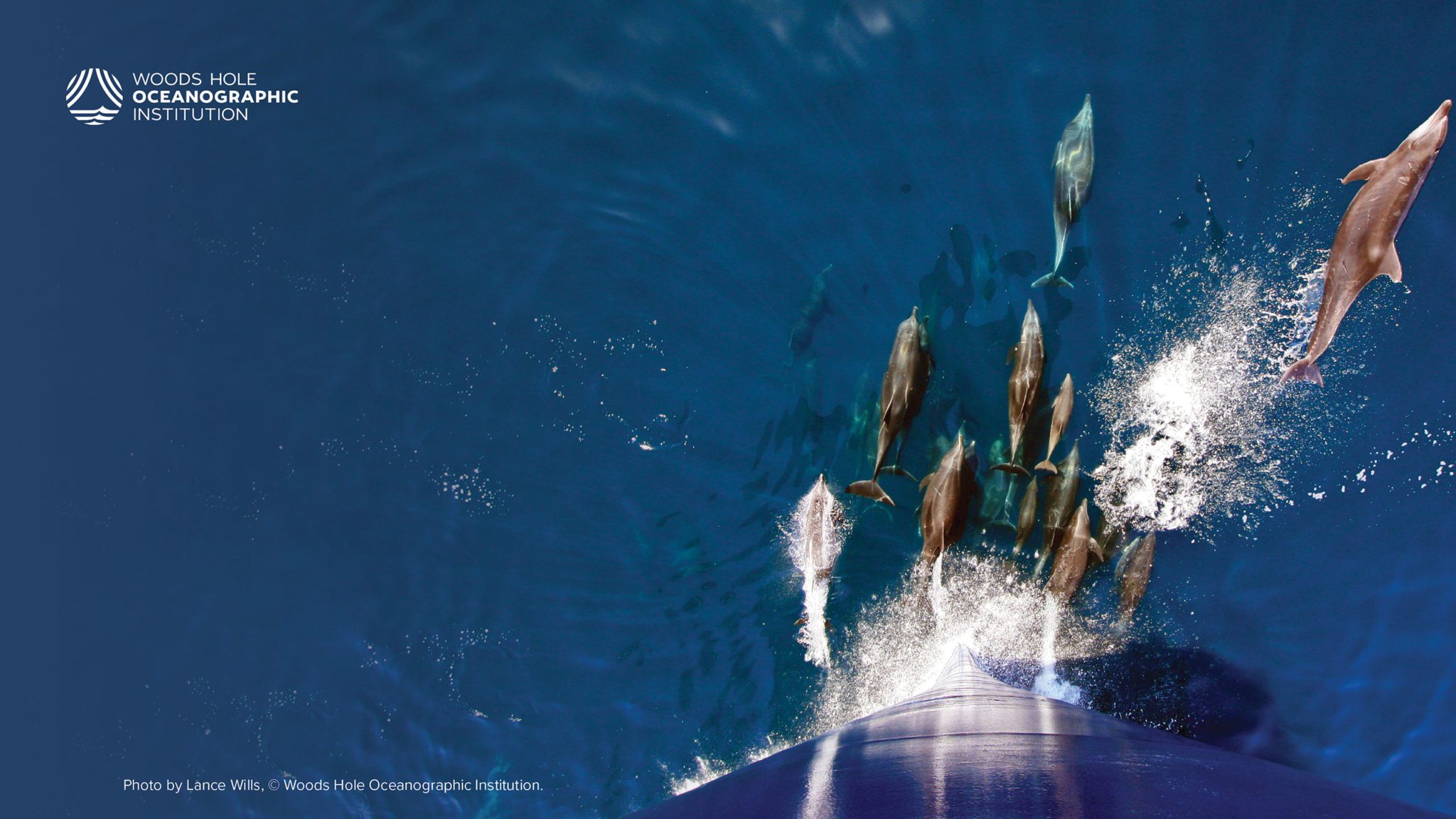 Download WHOI’s free ocean-themed virtual backgrounds - Woods Hole ...