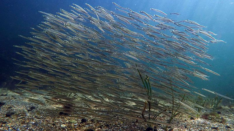 PO Research - Woods Hole Oceanographic Institution